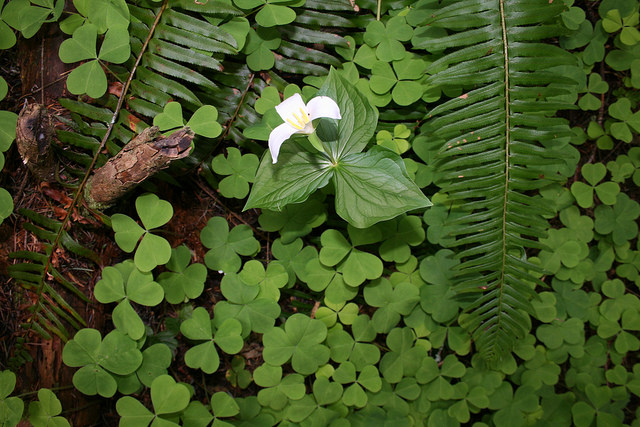 Native plants database and information | Native plants and flowers ...